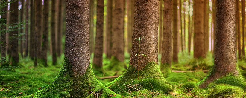 FSC certified windows | Win2Trade